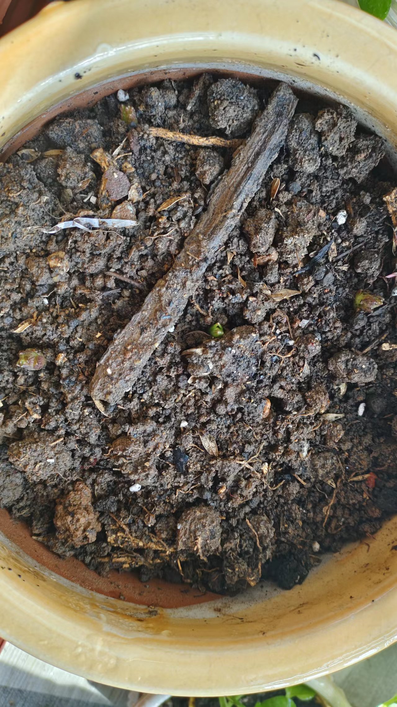 Lily balcony planting to germination - iMedia