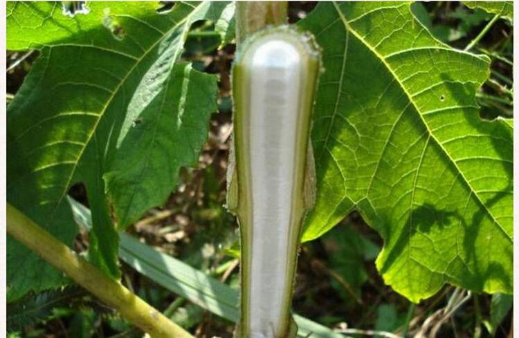 [Intangible Cultural Heritage Memory] Yangzhou Tongcao Flower Technique ...