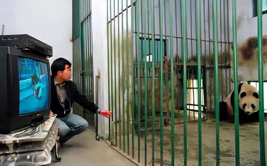 Why do captive pandas use artificial insemination instead of natural ...