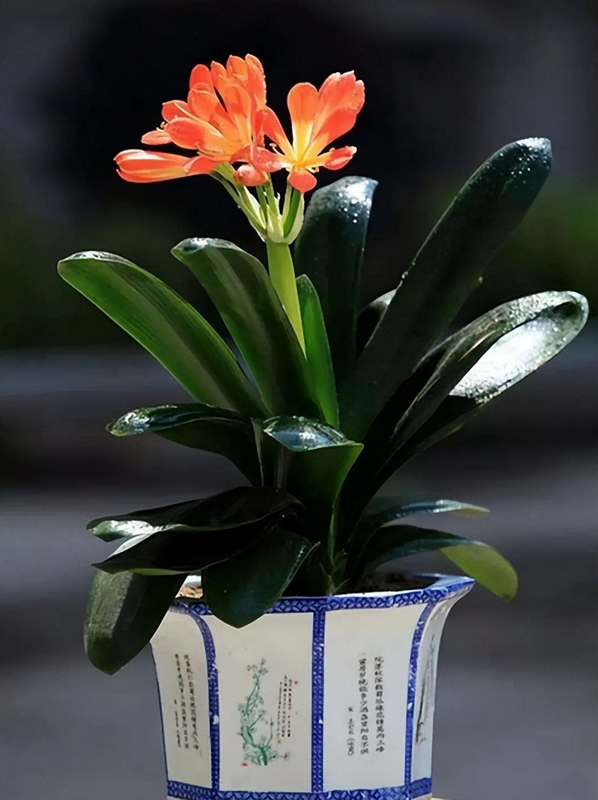 Clivia "changing pots", looking for the best time in spring and autumn ...