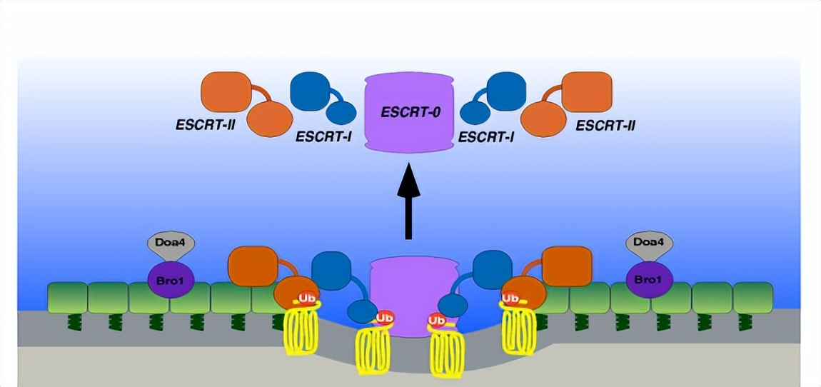 Regulation of membrane scission activity by ESCRT-III assembly in ...
