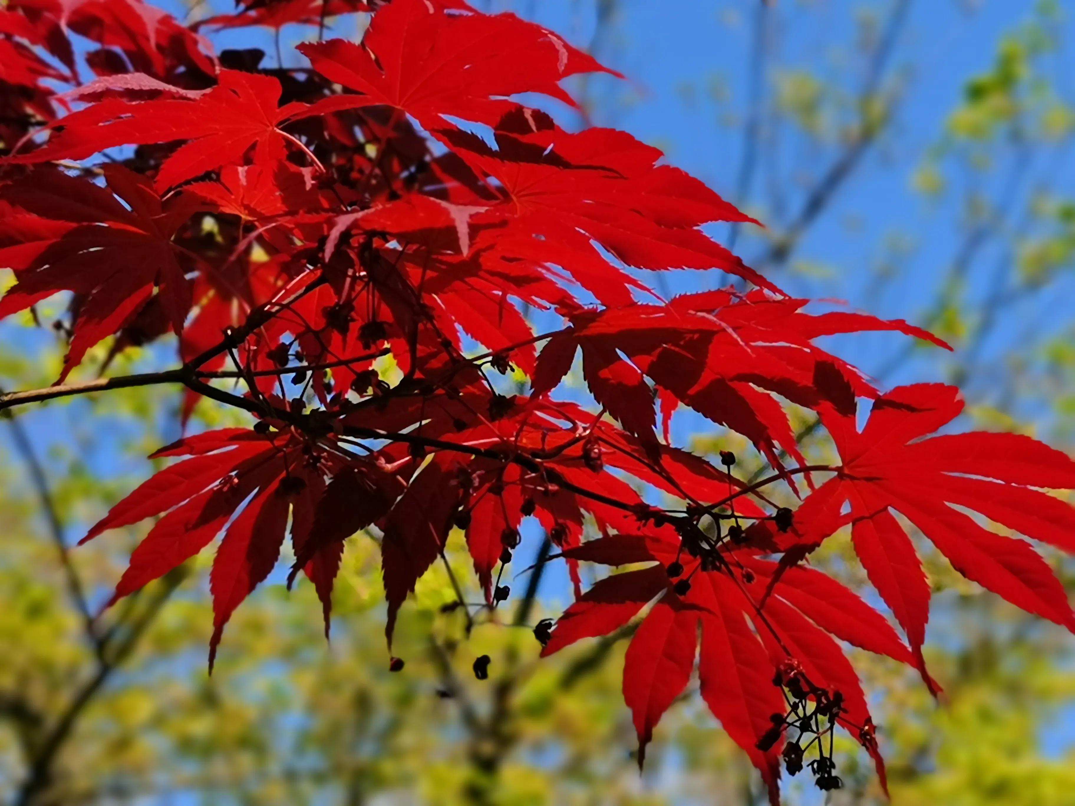 Red maple leaves in summer? - iNEWS