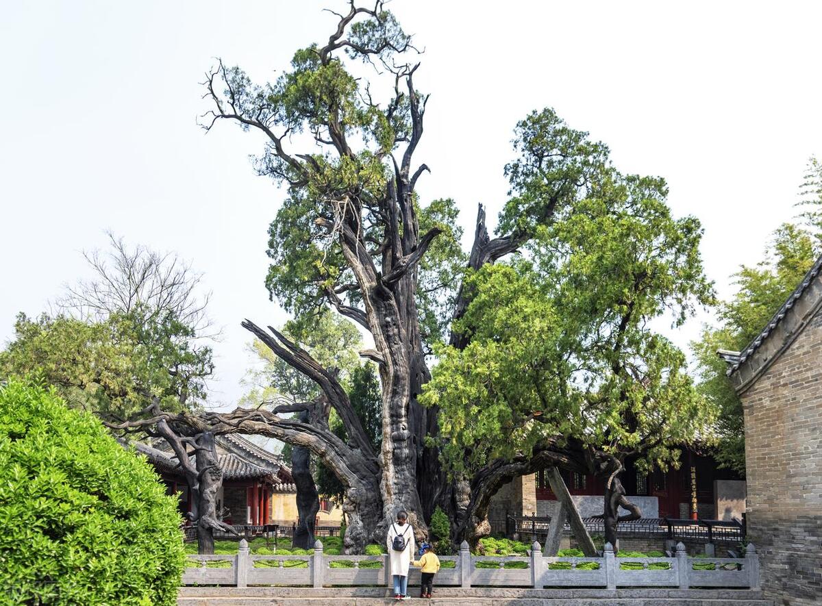 China's top ten ancient and famous trees - iNEWS