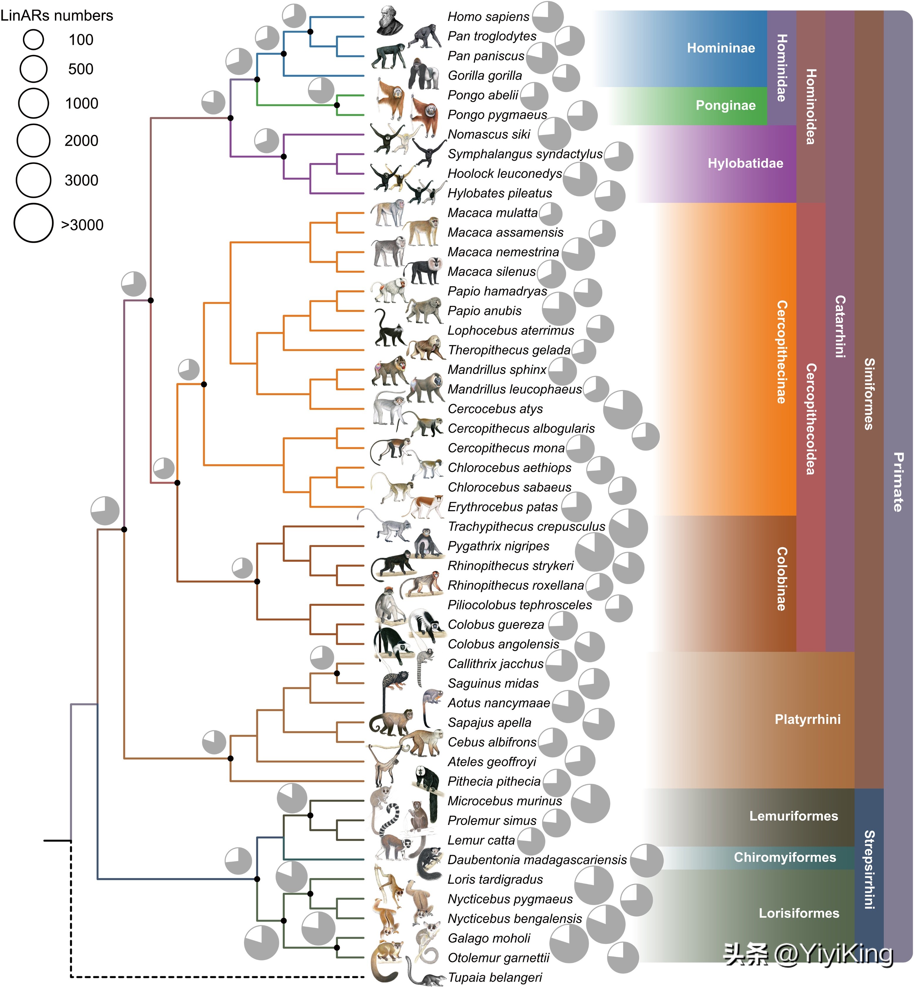 Largest primate genome study ever conducted - iNEWS