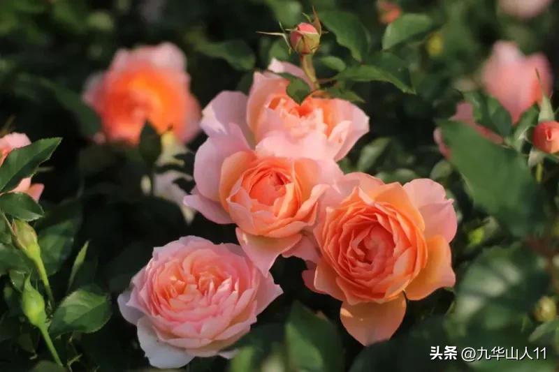 List of Common Sirius Rose Varieties (2) - iNEWS