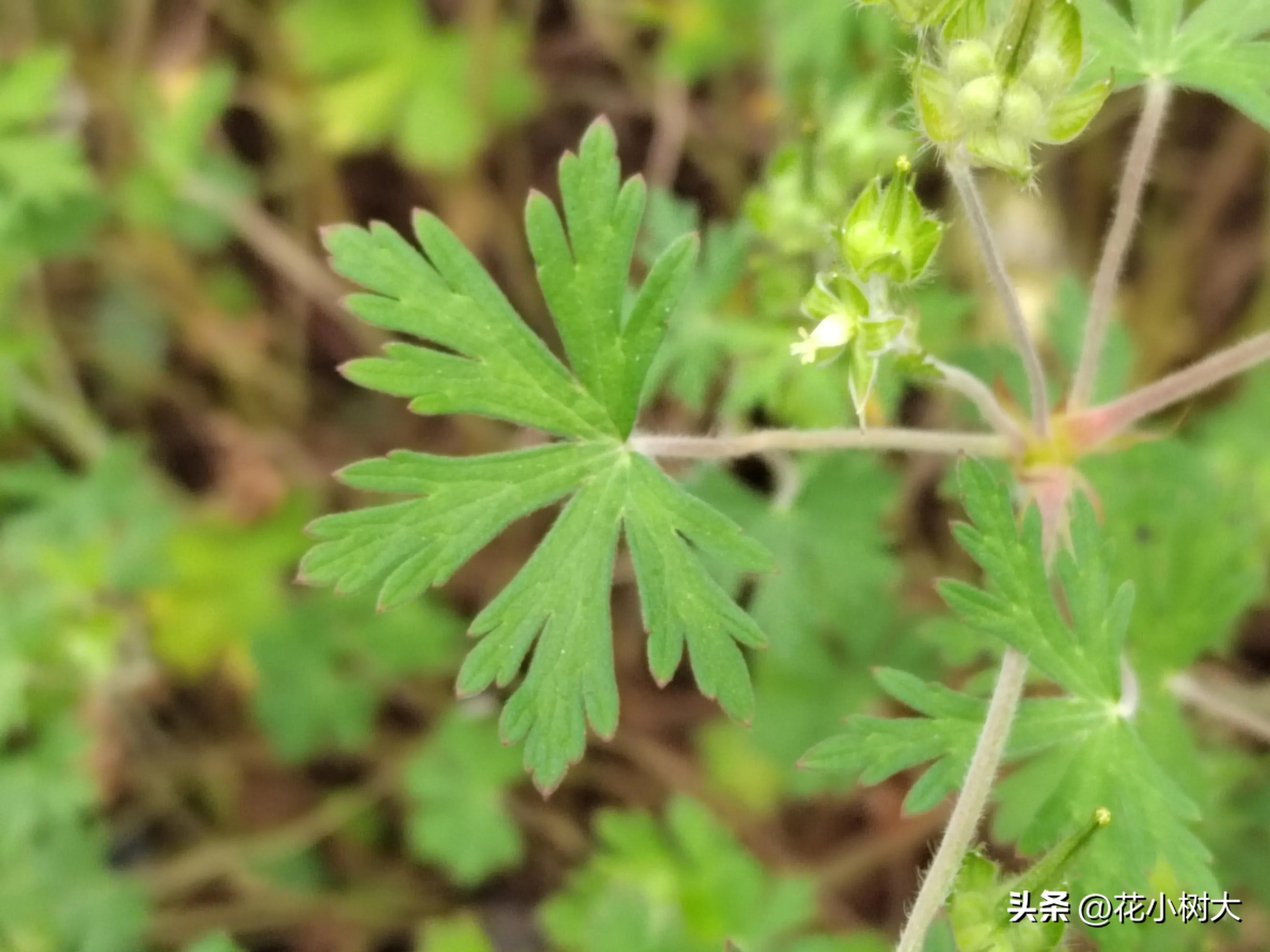 Real shot of plants 7-wild geranium (antidiarrheal grass) - iMedia