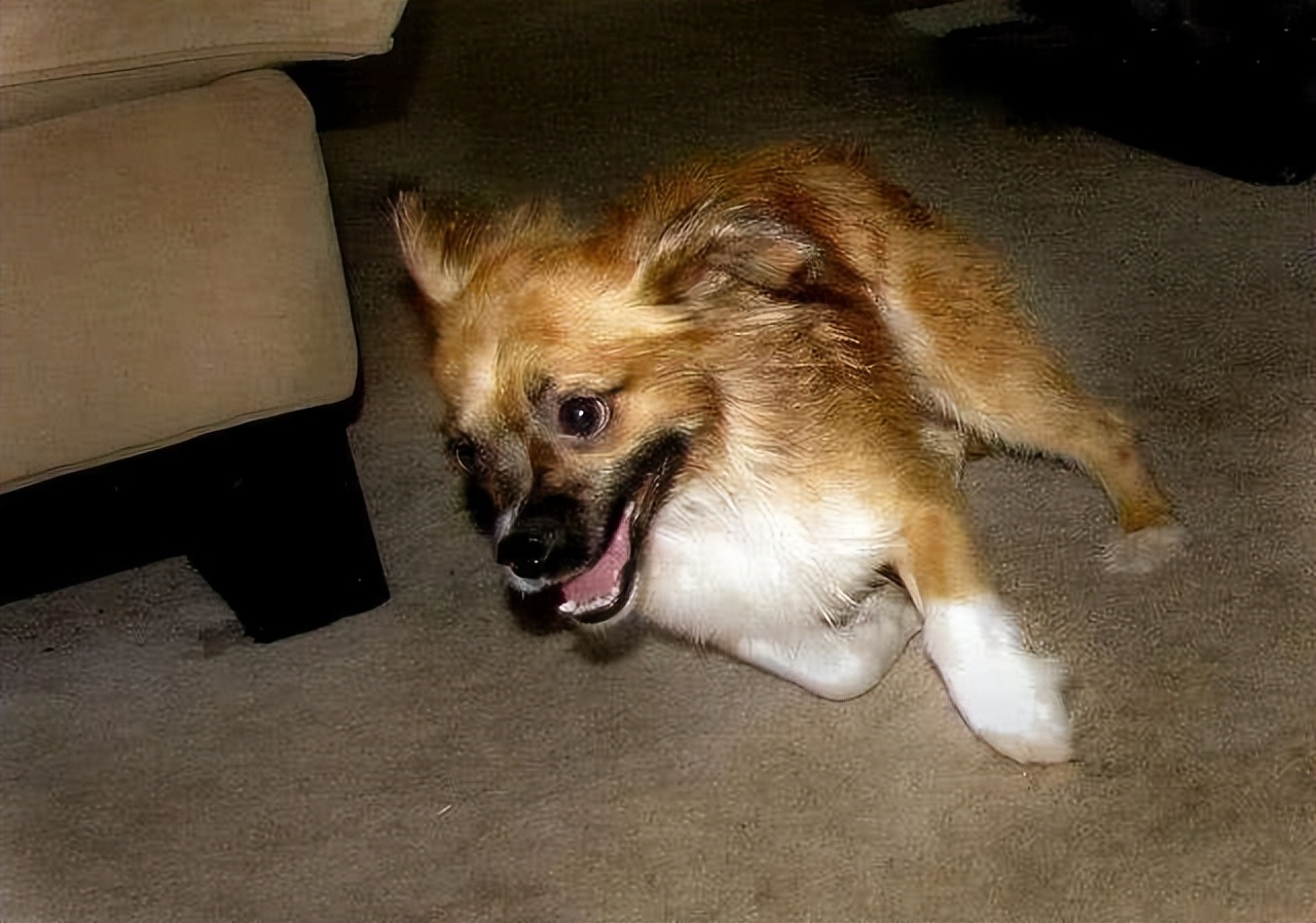 The dog suddenly "runs wildly" at home, so the "truth" is like this ...