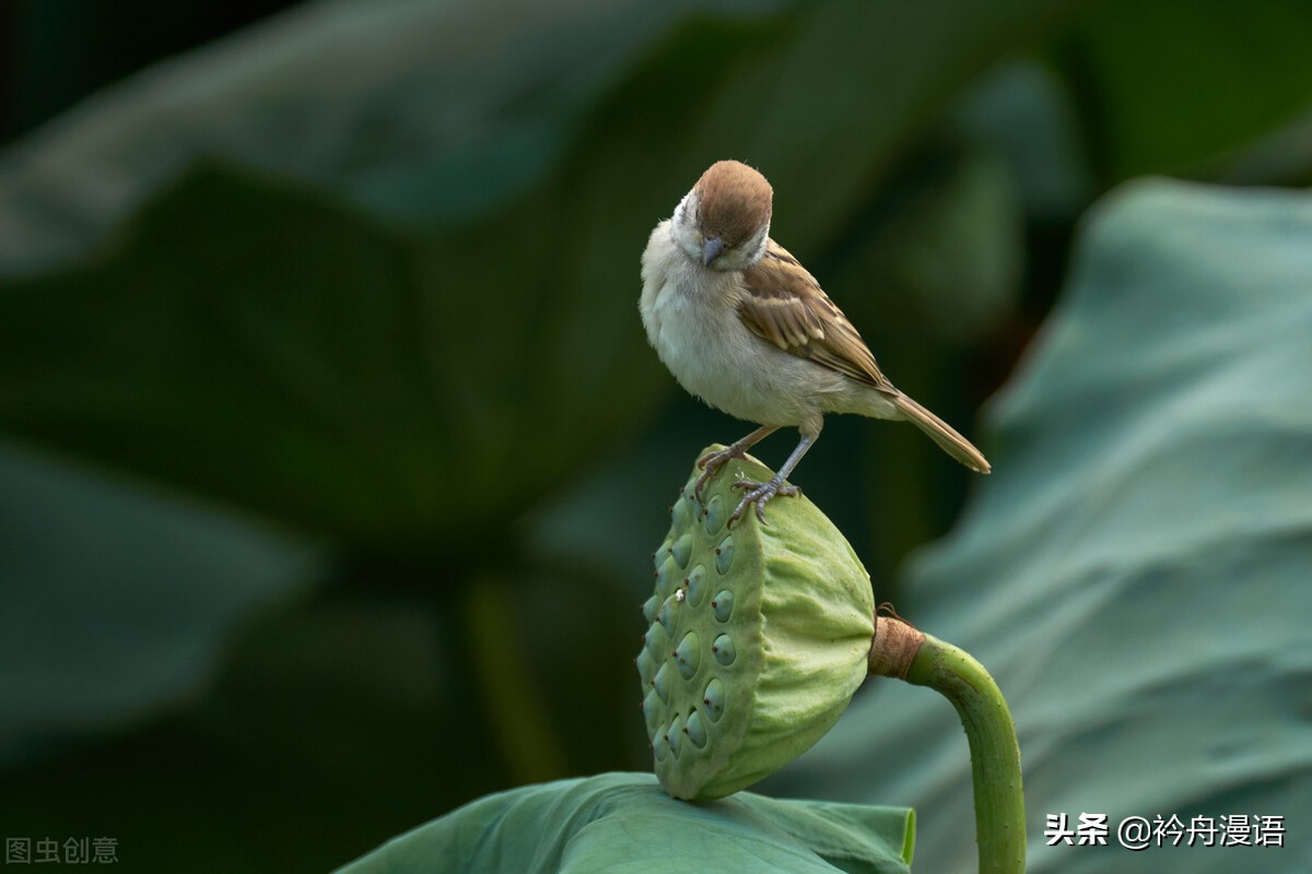 Beautiful encounter between lotus and birds - iNEWS