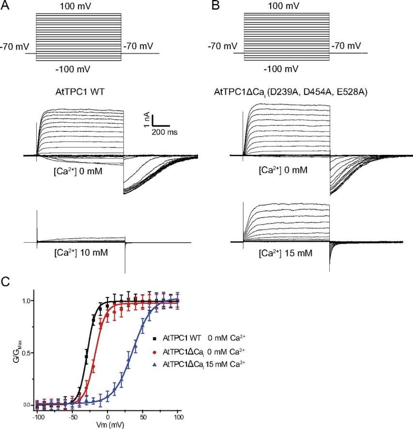 Modulating the ion selectivity of dual-pore channels - iNEWS