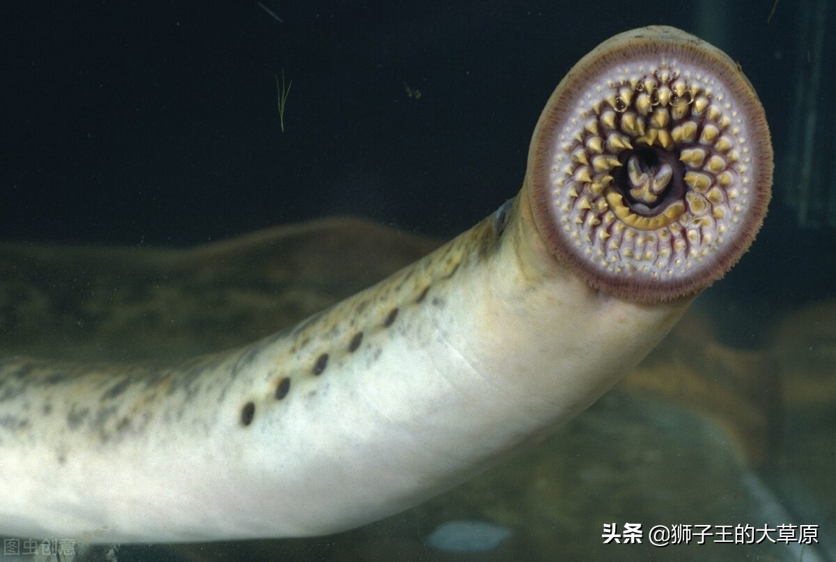 Deep Sea Horror Creatures - "Vampire" Prehistoric Zombie Fish - iNEWS