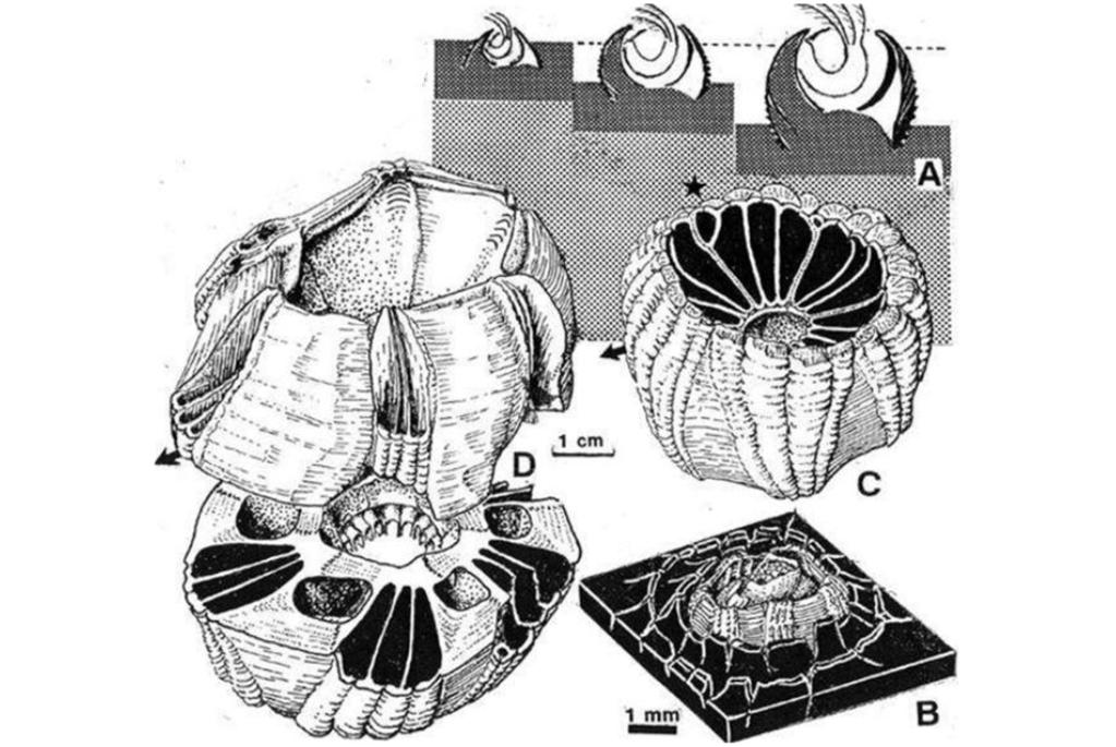 The Lowest Parasite: How Dreadful Are Barnacles?Tormented whales and ...