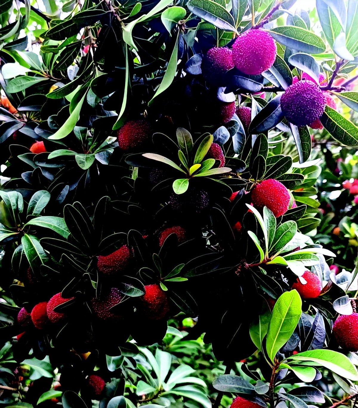 Many local seasonal fruits in Guilin are ripe! Check out this delicious ...