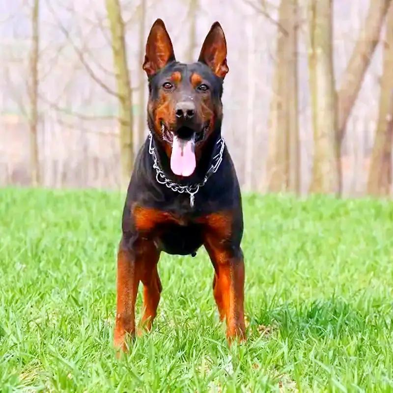 "Chinese Red Dragon" - Laizhou Red Dog, excellent and not inferior to ...
