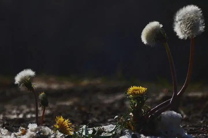 "Wandering in Anshan" dandelion blooms in winter - iNEWS