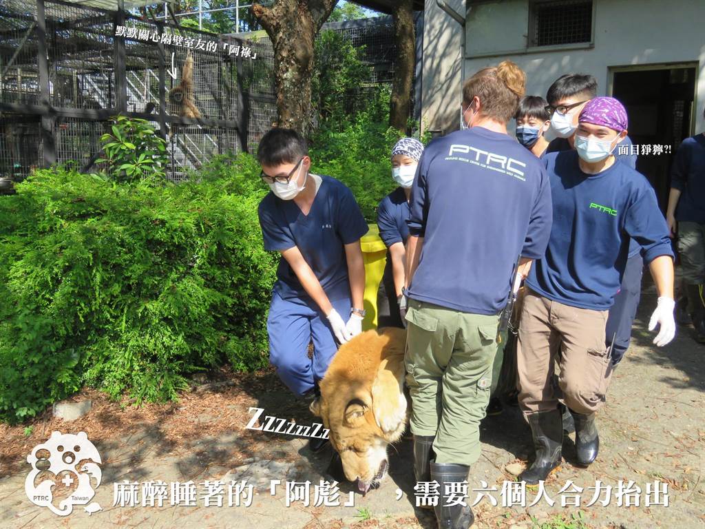 Liger beast!The only "A Biao" in Taiwan is 12 years old and the medical ...