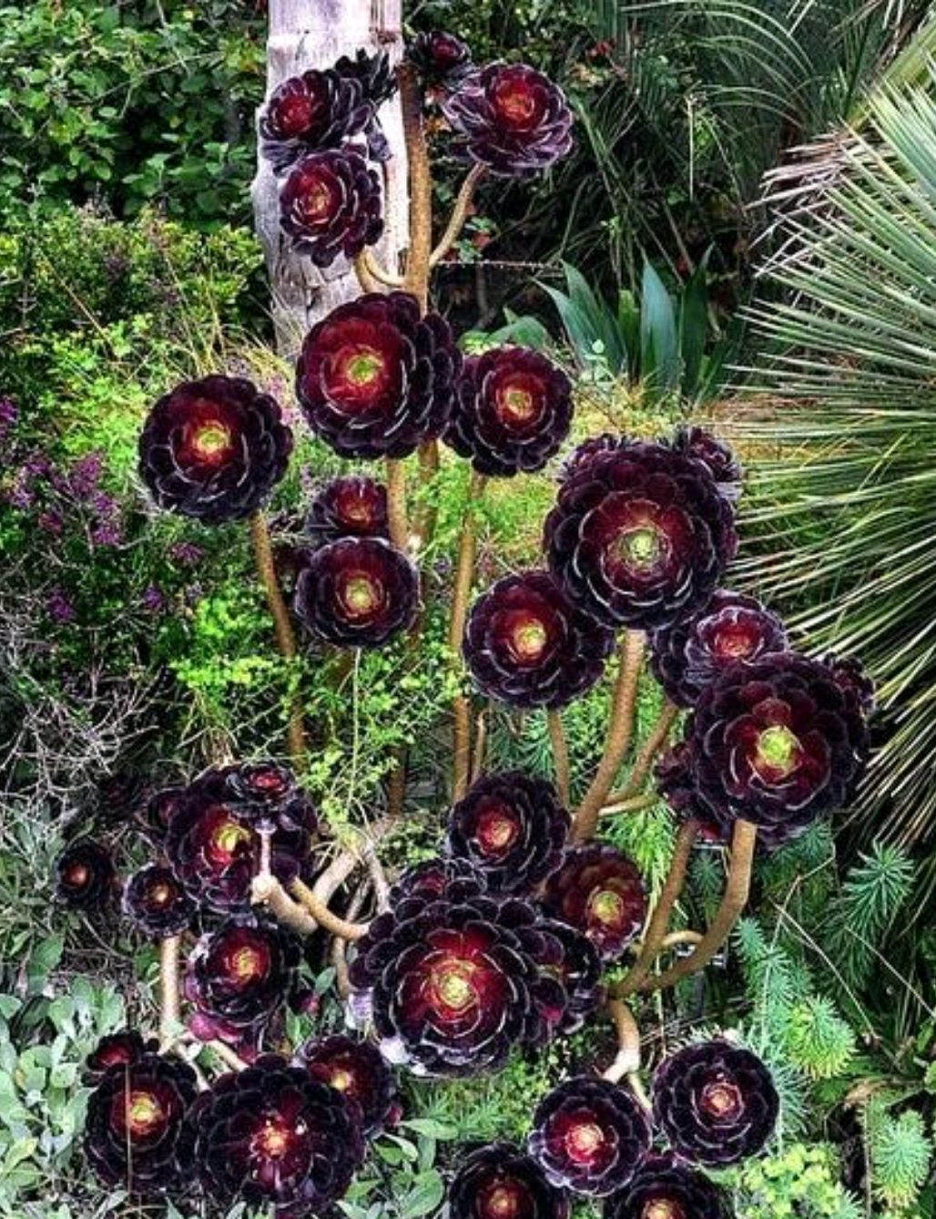 The succulent black mage who has grown into a "big tree" is stunning at ...