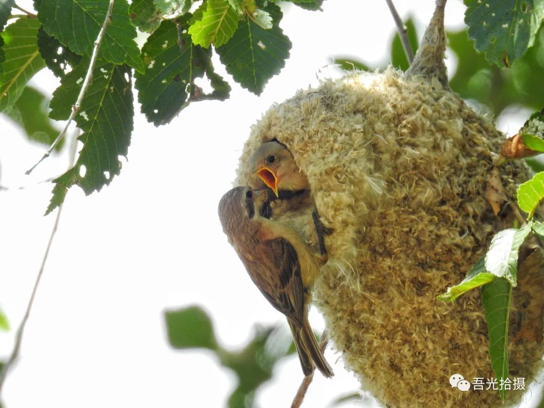 Chinese climbing sparrow (brooding) - iMedia