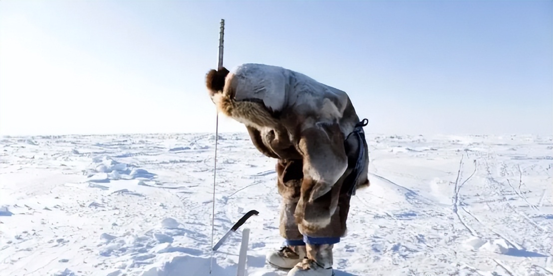 The pickled puffins of the Eskimos are so smelly and disgusting, why ...