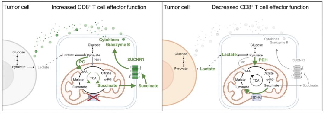 Tumors suppress their cytotoxicity by interfering with the 'left-right ...