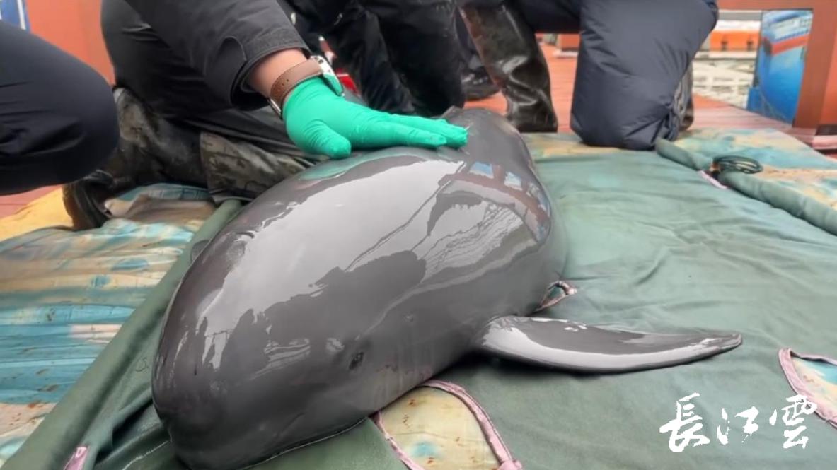 Go home and "run wild"! China's relocated finless porpoise released to ...