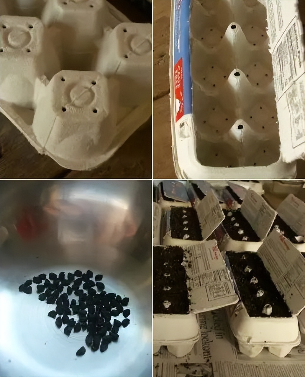 When selling scraps, it's great to leave egg trays behind to grow ...