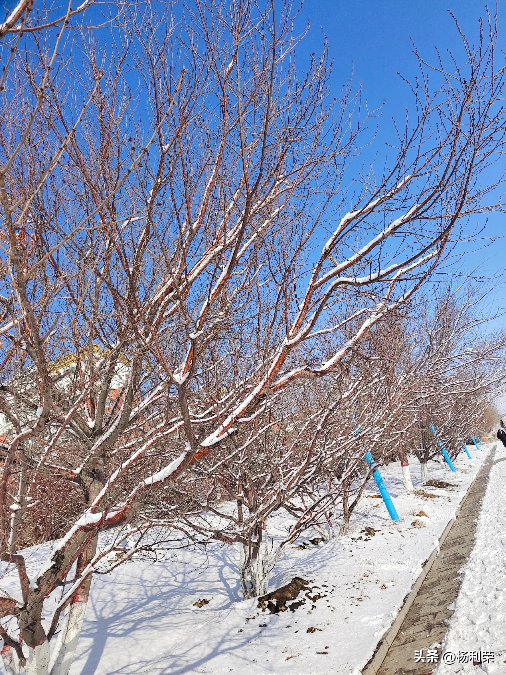 Three Poems of Seven Wonders·Saibei Chunxue - iNEWS