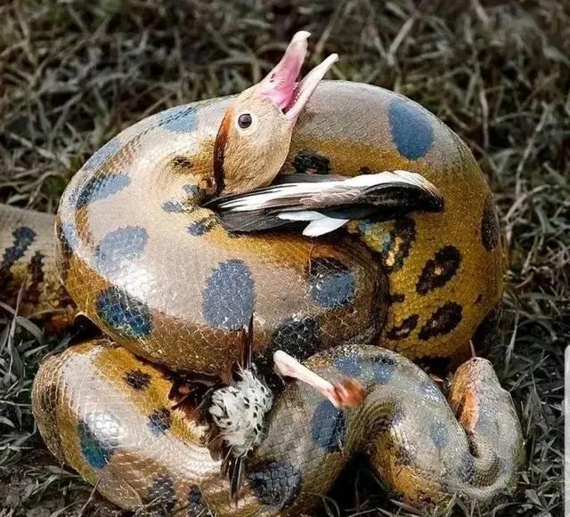 The cruel predation of animals is instantly rewarded, eating raw and ...