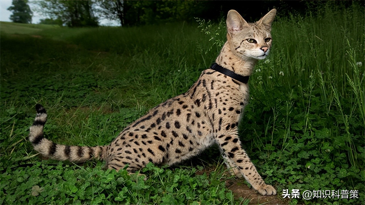 10 Real Animal Hybrids That Existed - iMedia