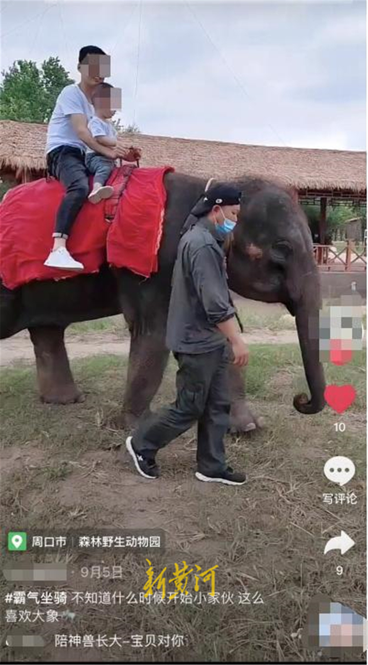 Molly the elephant has returned home safely!Kunming Zoo: Overall health ...