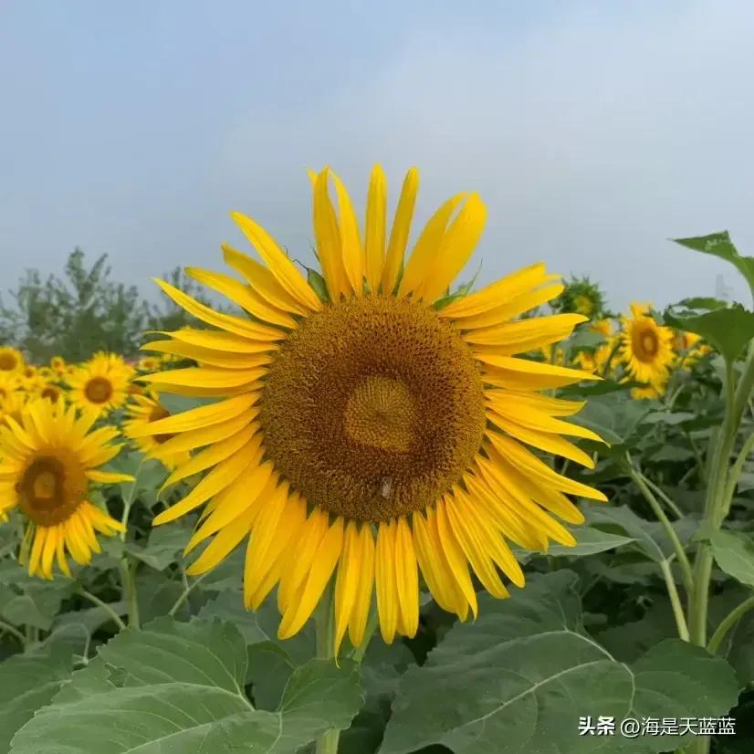 History of the Ming Dynasty in Vernacular ~ Hu Weiyong Fu Zhu - iNEWS