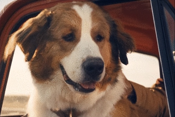 An analysis of the human and animal nature of the movie "A Dog's ...