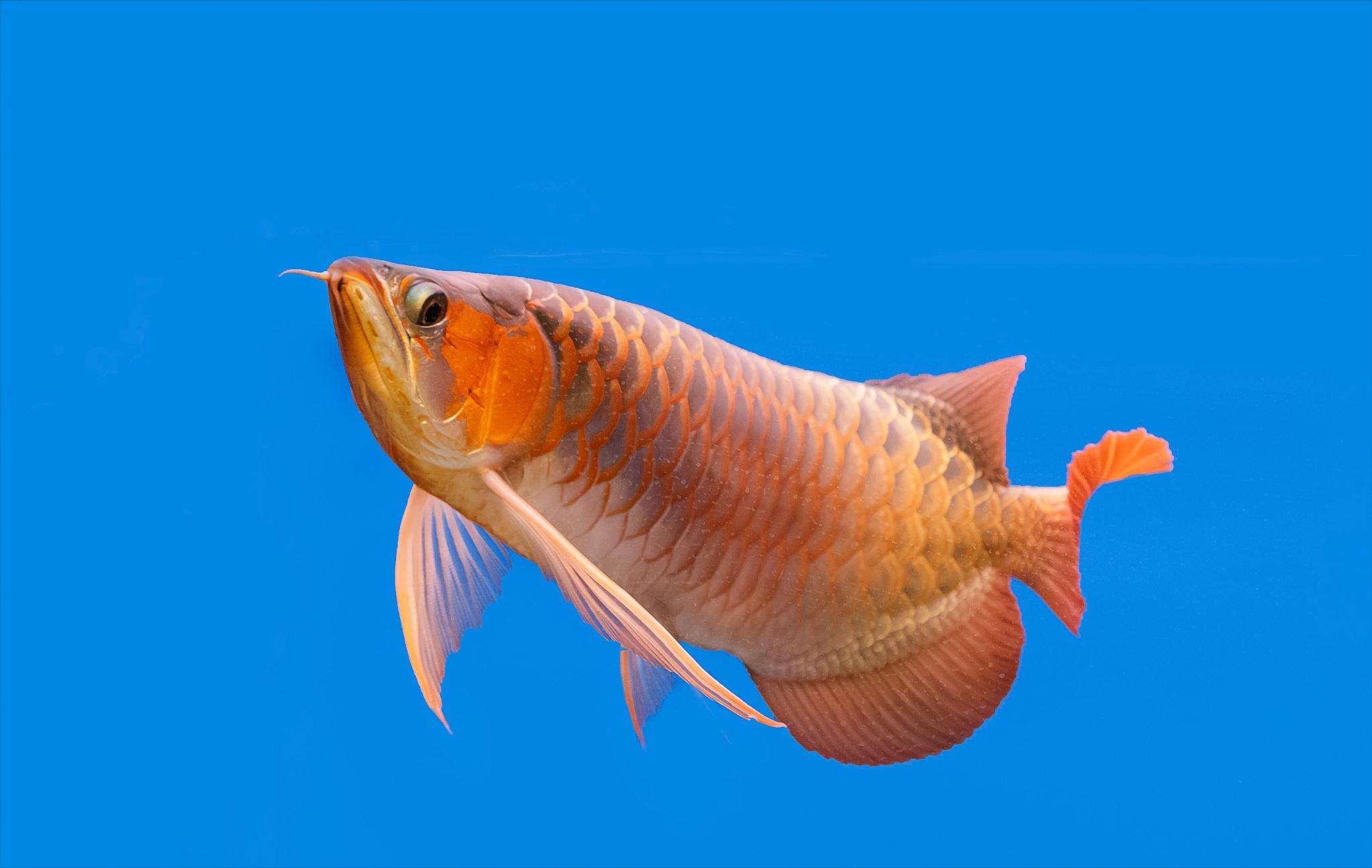Why is dragon fish the first choice for pet aquariums of wealthy ...