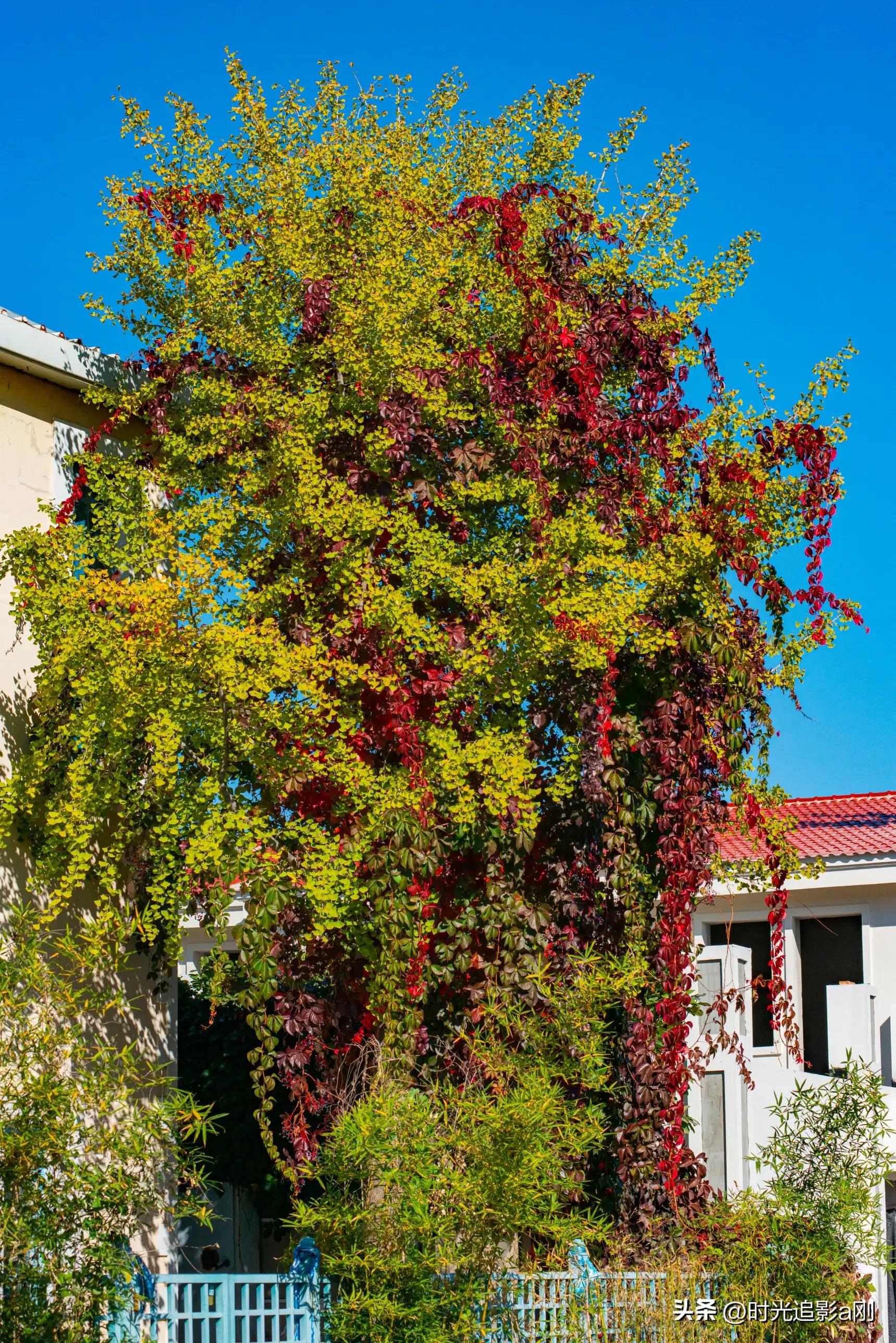 Drunk beautiful autumn colors, creeping tigers, enjoying autumn seasons ...