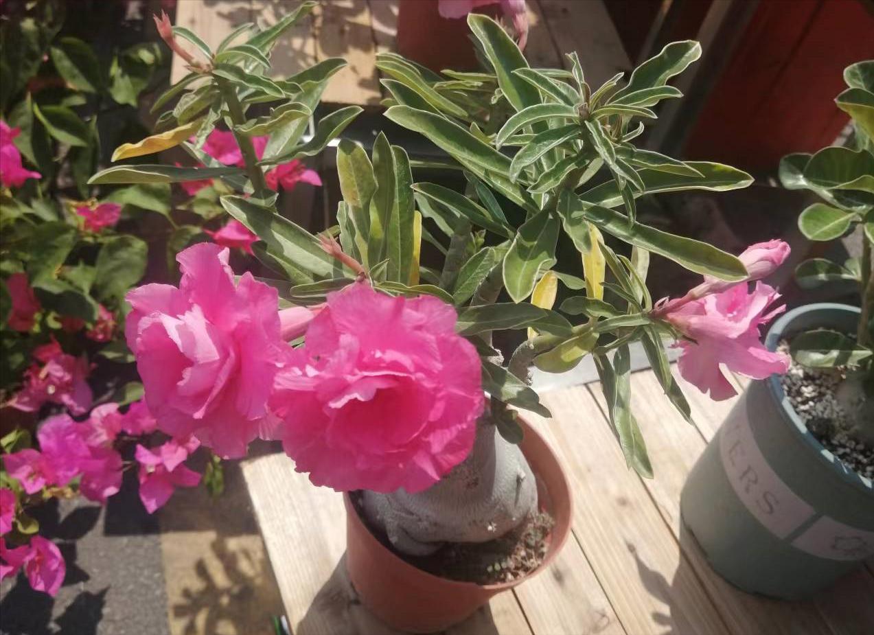 6 kinds of "safe flowers", without watering for a month, they grow ...