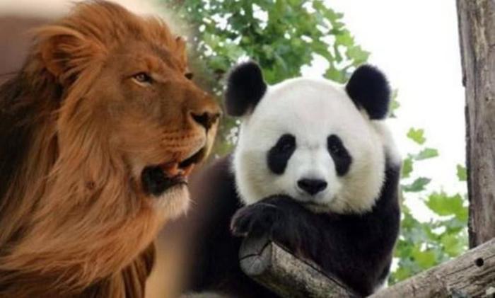 Why don't lions and tigers eat pandas?Is it because you can't beat it ...