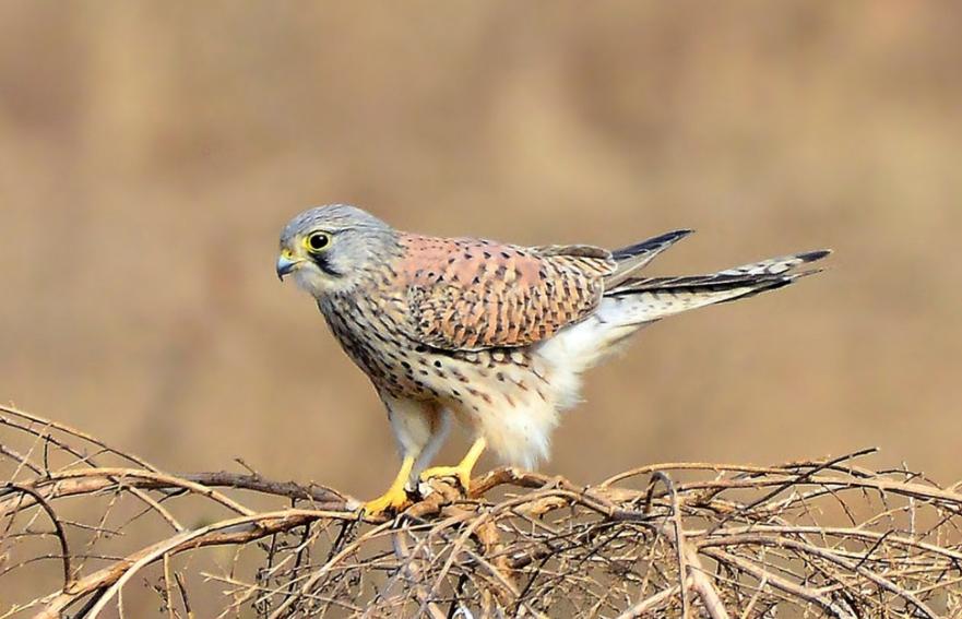 An old man in Shanxi rescued the kestrels cubs, but when he grew up, he ...