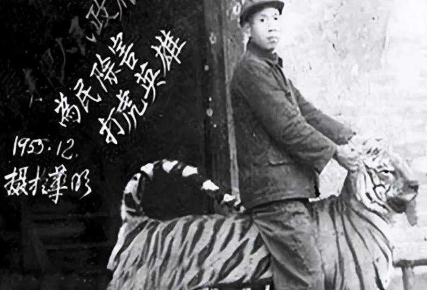 The human-tiger war in the 1950s: In 10 years, 2,000 people were killed ...