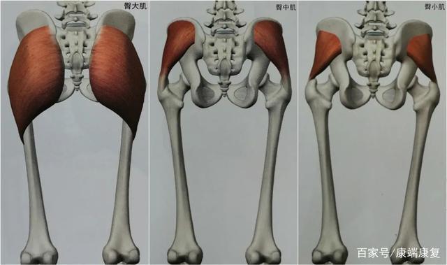 Weakness of the gluteus maximus, leading to muscle compensation, and ...