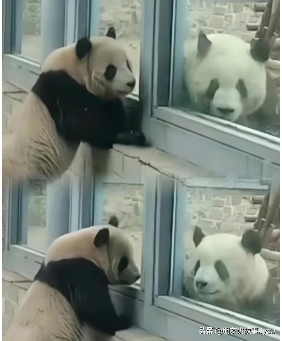 The cute giant panda—Menglan, who escaped from prison and became ...