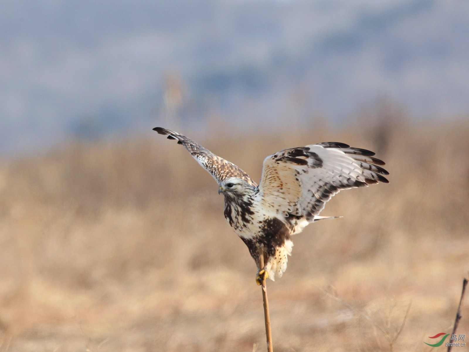 Can birds fight venomous snakes?Xinjiang Giant Buzzard, vs. Indian ...
