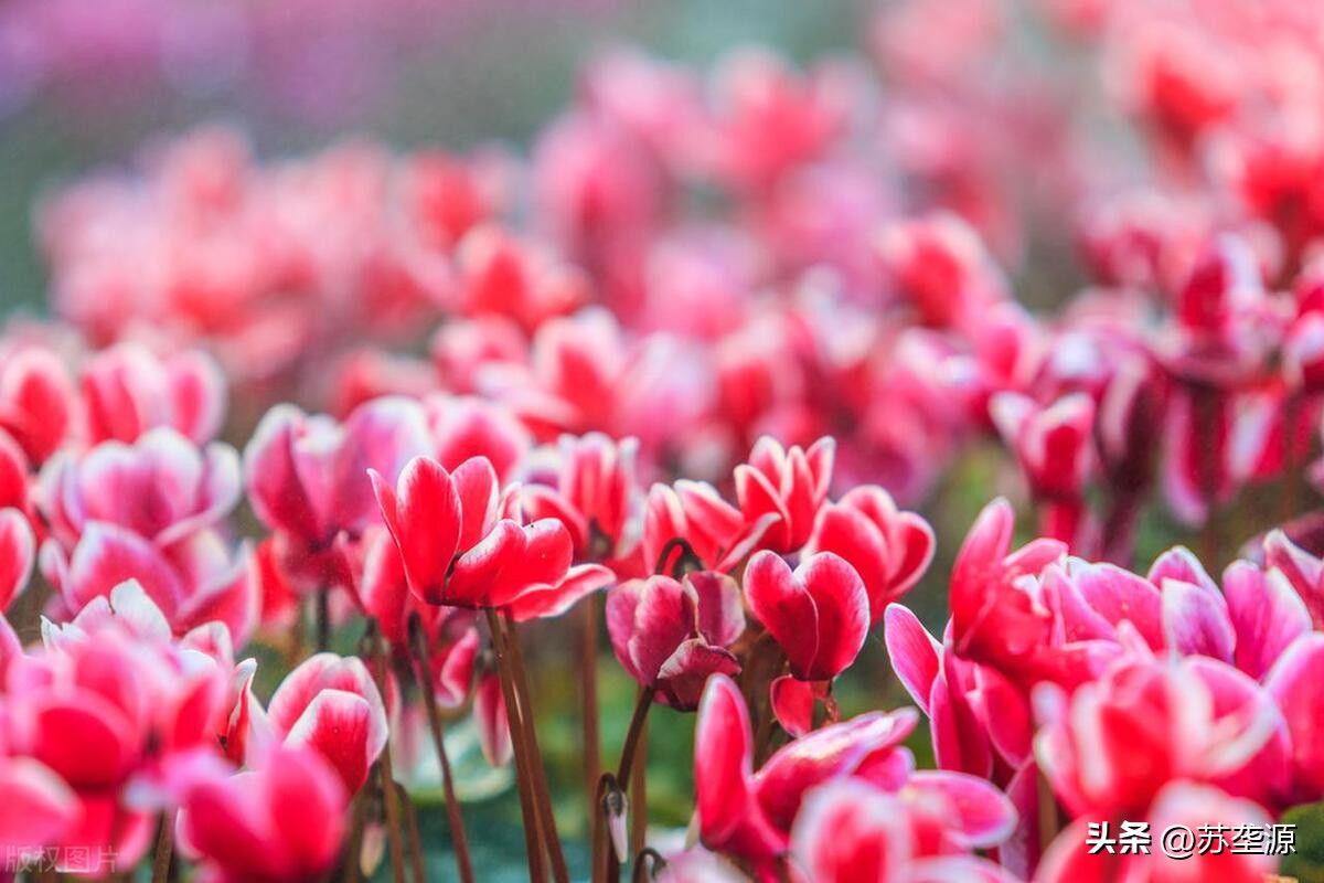 Identifying flowers and grass: do you know the beautiful and bright ...