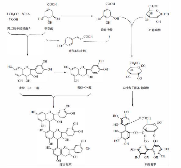 Plant functional ingredients - tannins - iNEWS