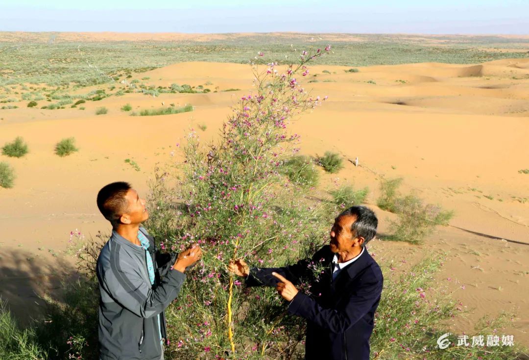 100,000 acres of desert flowers are in full bloom. Today's Babusha is ...