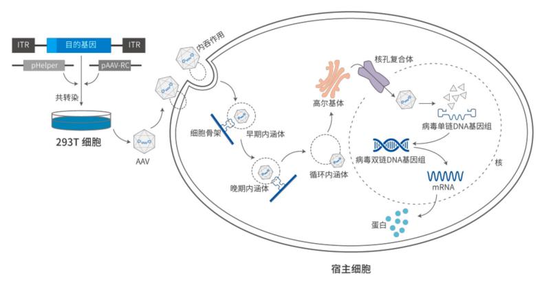 AAV Gene Therapy: Redefining the Future of Gene Therapy - iMedia