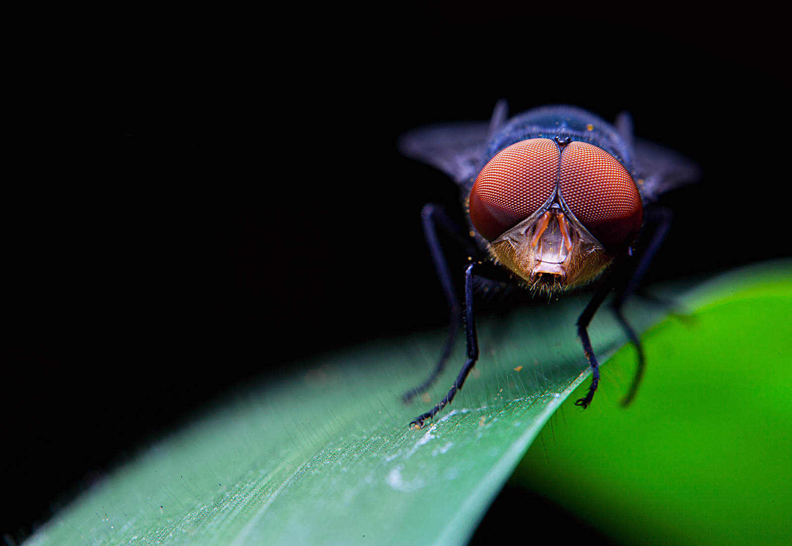 What are the dangers of flies? It is very difficult to kill a fly with ...