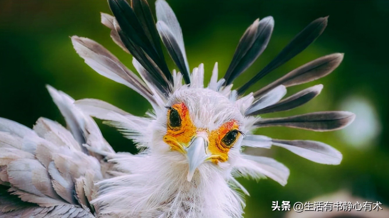 Increased knowledge, the white and beautiful long-legged bird of prey ...