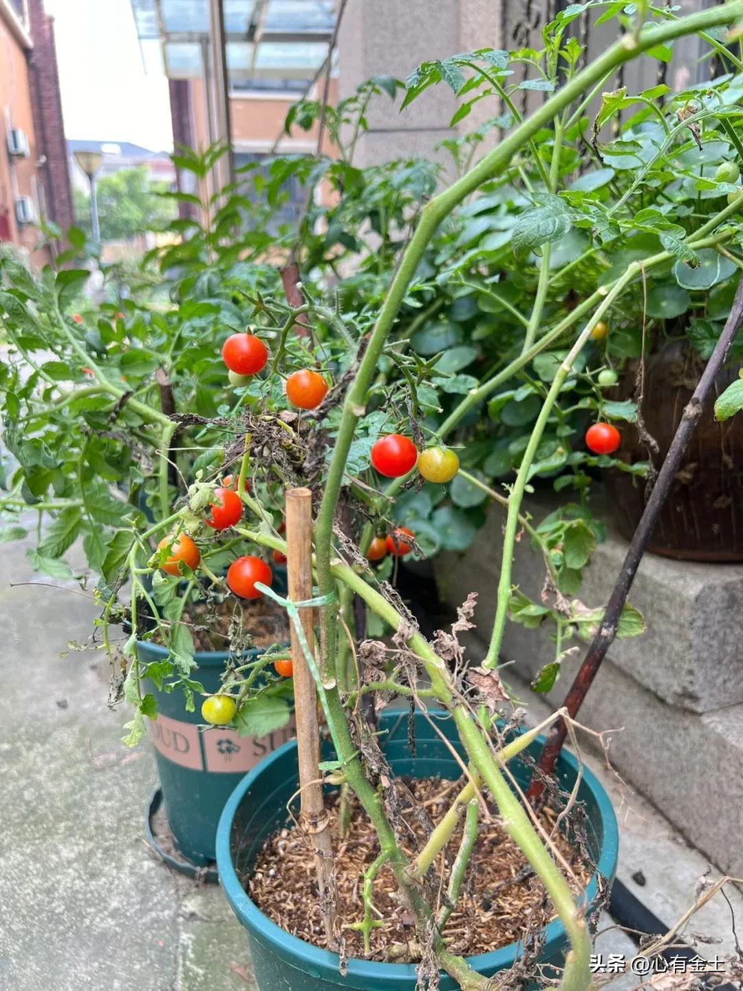 The unique charm of small tomatoes! - iMedia