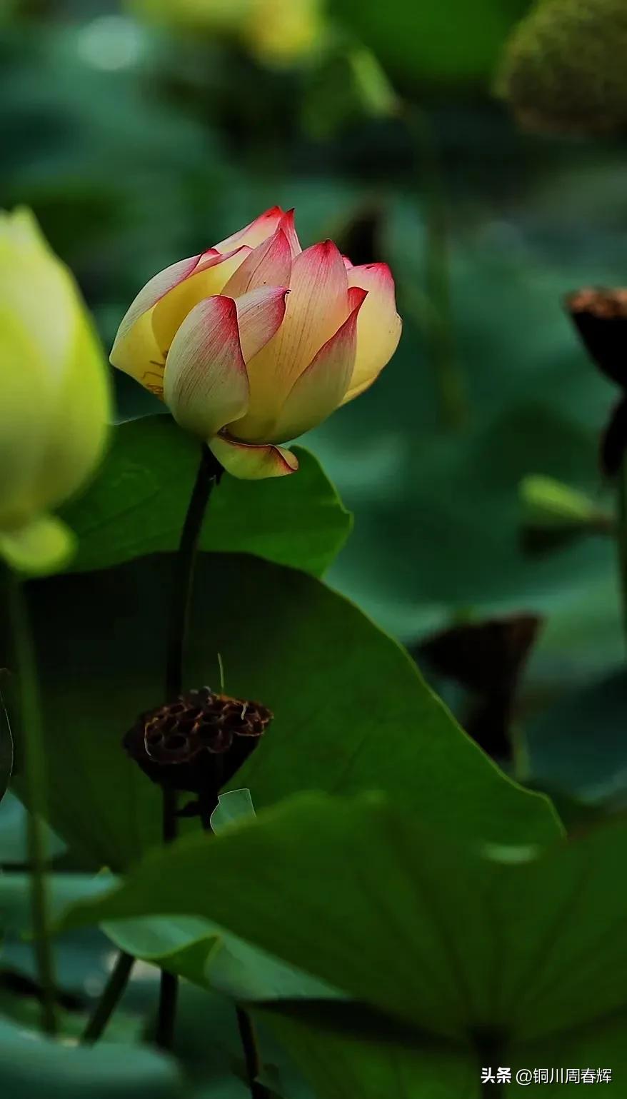 The delicate lotus floats in the green water and the multicolored lotus ...
