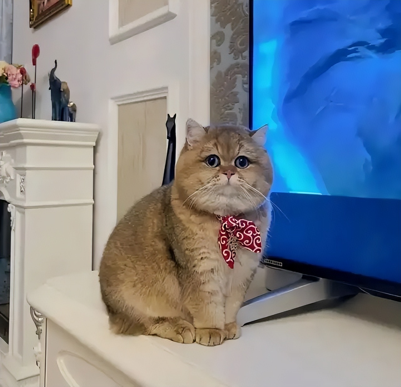 If a cat is well raised, it will have "garlic clove hair", is this true ...