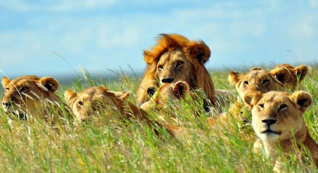 Wild animals do not recognize six relatives, how does the lion king ...